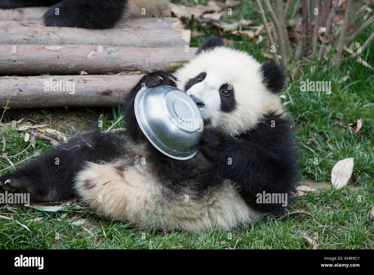 Giant Panda (Ailuropoda melanoleuca) six-to-eight month old cub ...