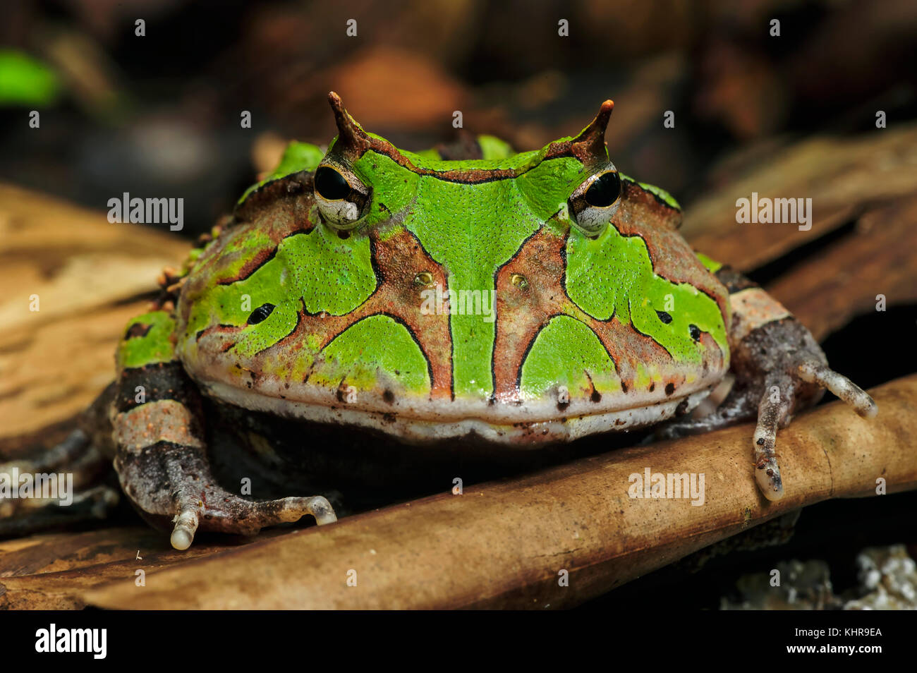 Ceratophrys Cornuta Fiche Rome Ceratophrys Cornuta Archives