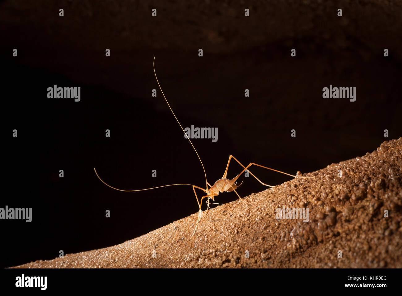 Common Cave Cricket (Hadenoecus subterraneus) inside cave, Mammoth Cave ...