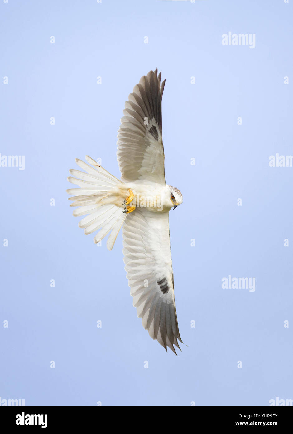 White-tailed Kite (Elanus leucurus) flying, Texas Stock Photo - Alamy