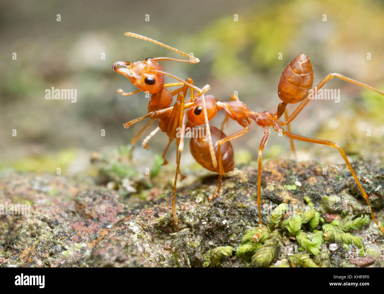 Green Tree Ant (Oecophylla smaragdina) carrying each other to conserve ...