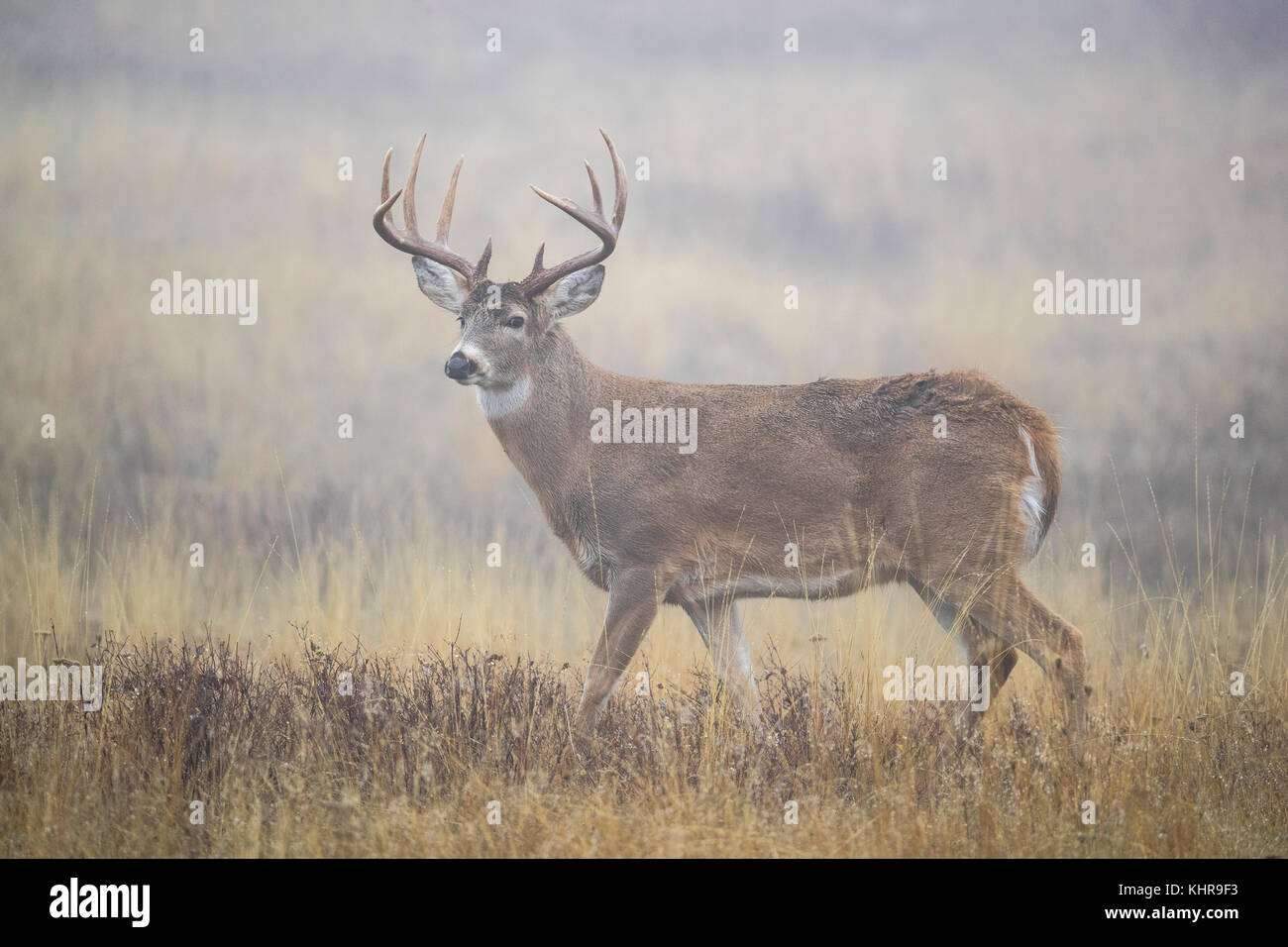 White-tailed Deer (Odocoileus virginianus) mature buck in fog, western ...