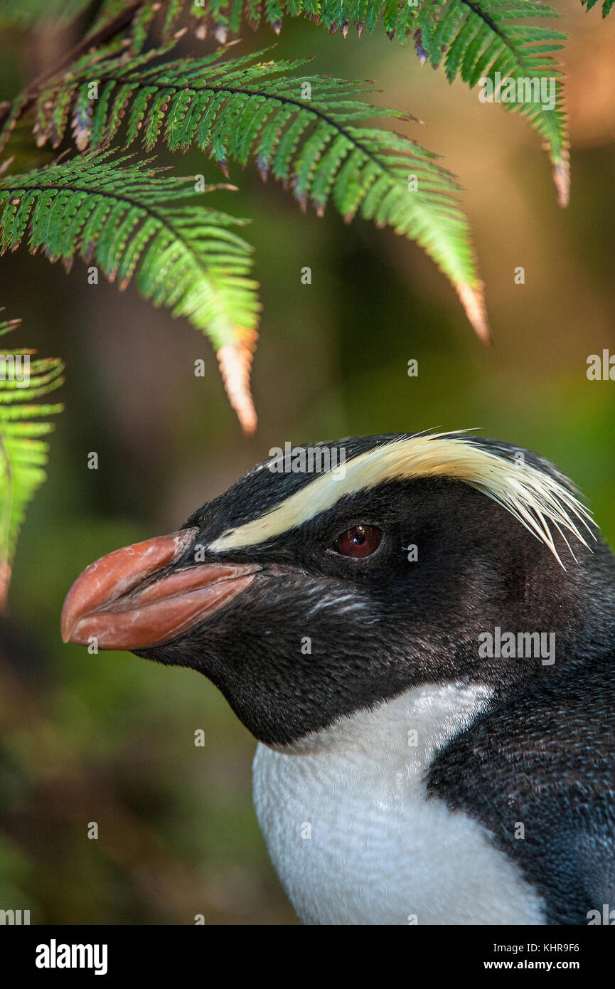 Fiordland Crested Penguin (Eudyptes pachyrhynchus) in dense coastal ...