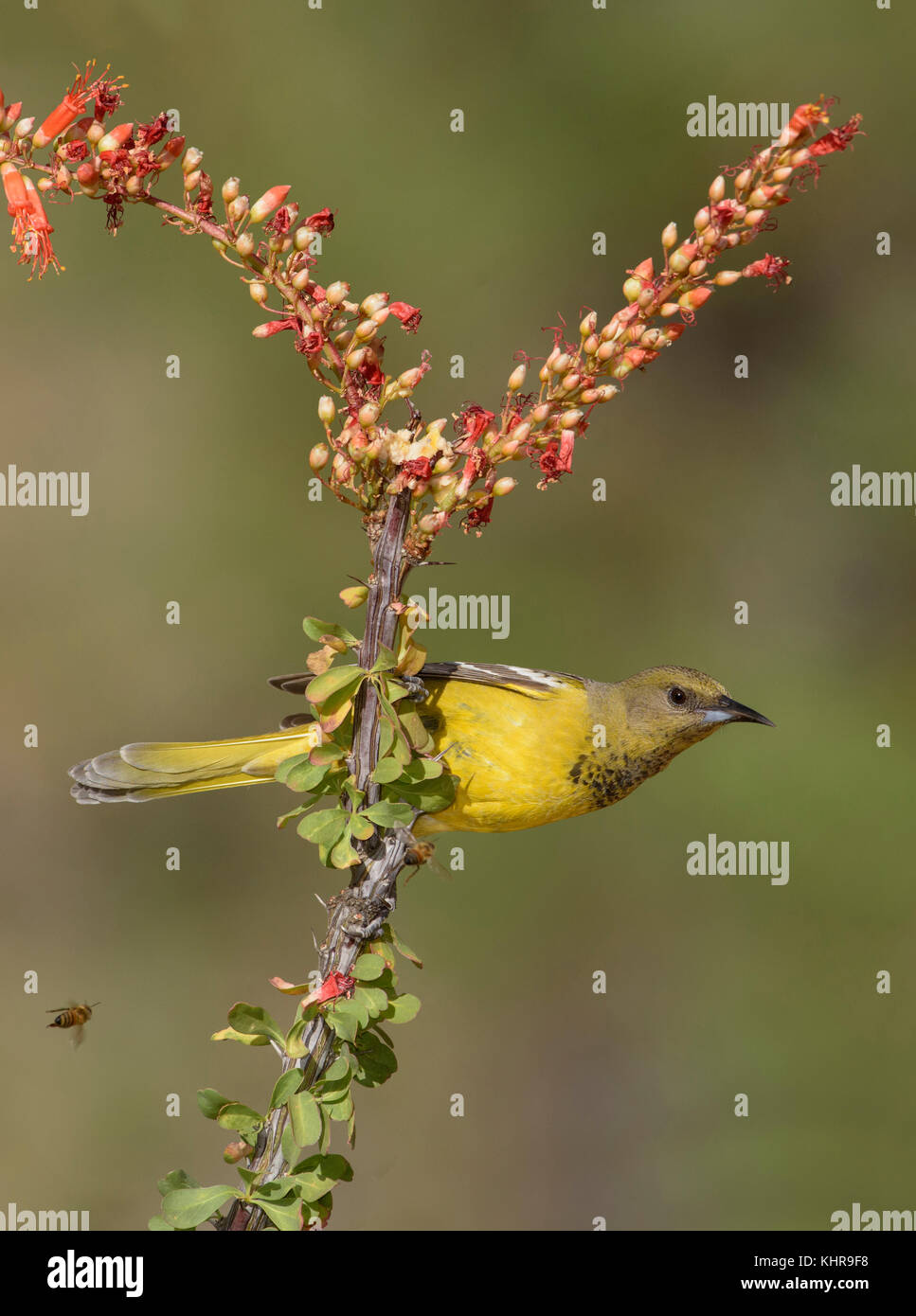 Scott's Oriole (Icterus parisorum) female, Arizona Stock Photo - Alamy