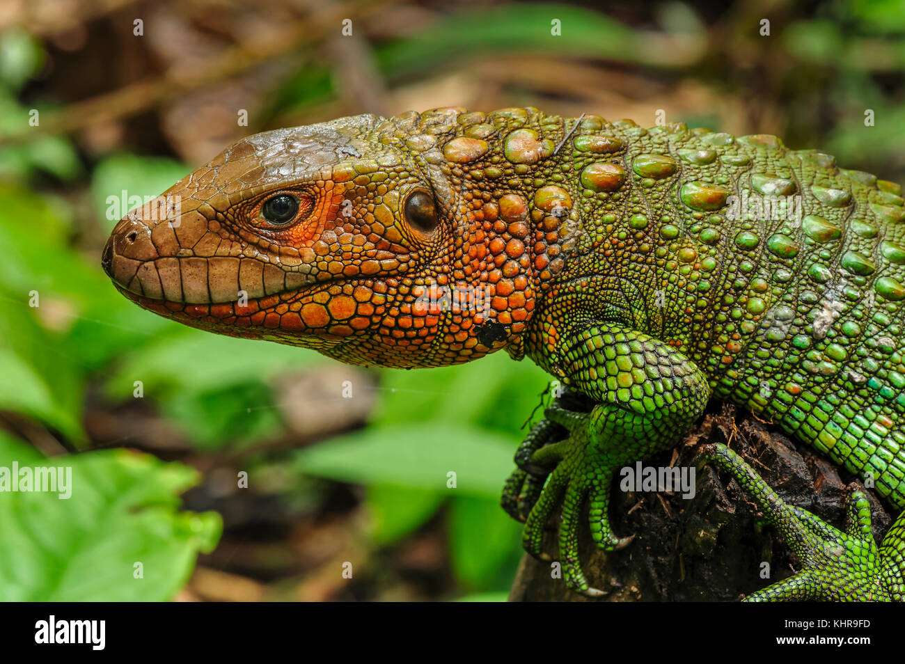 Guyana Caiman Lizard (Dracaena guianensis), Leticia, Colombia Stock ...