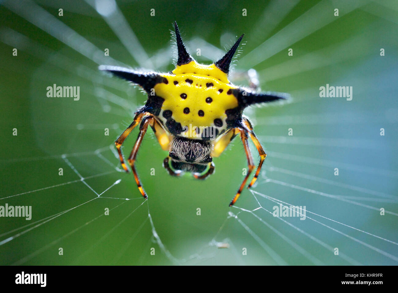 Spiked Spider (Gasteracantha sp), Angkor Wat, Cambodia Stock Photo - Alamy