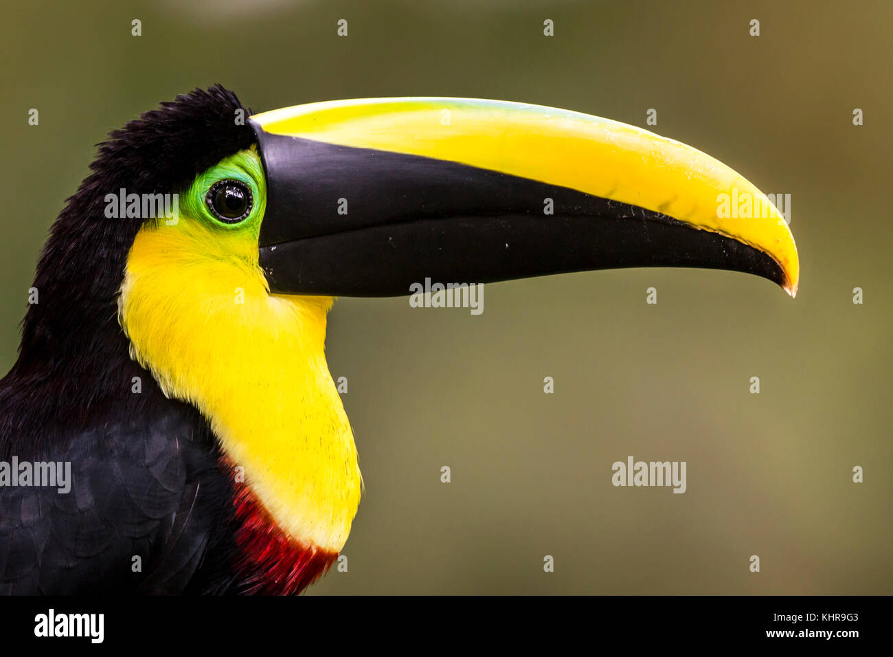 Choco Toucan (Ramphastos brevis), Milpe Bird Sanctuary, Ecuador Stock ...