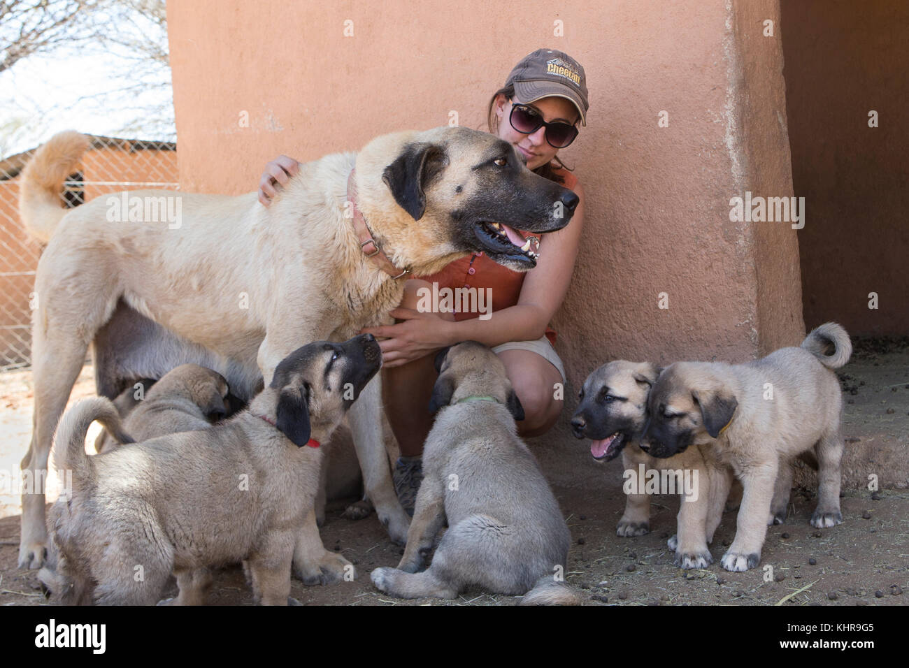 Anatolian Shepherd (Canis familiaris) mother and puppies, livestock ...