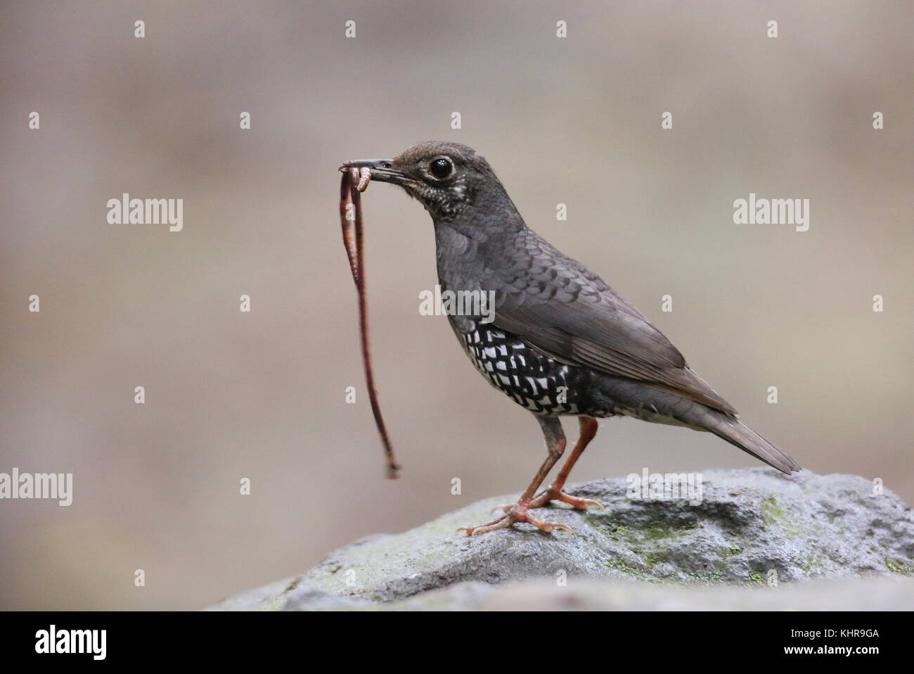 "Sunda Thrush (Zoothera andromedae) male with worm prey, Java ...