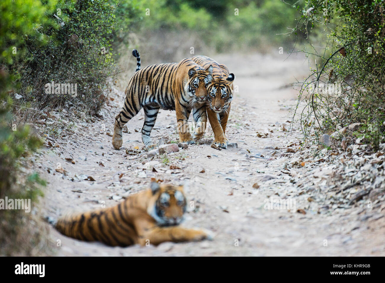 Bengal Tiger (Panthera tigris tigris) cub nuzzling mother, Ranthambore ...