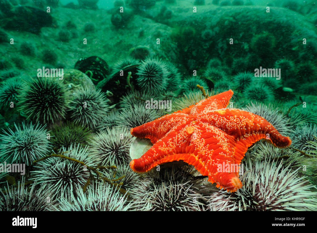 Red Cushion Star (Porania pulvillus) on a bed of sea urchins, Lysefjord ...