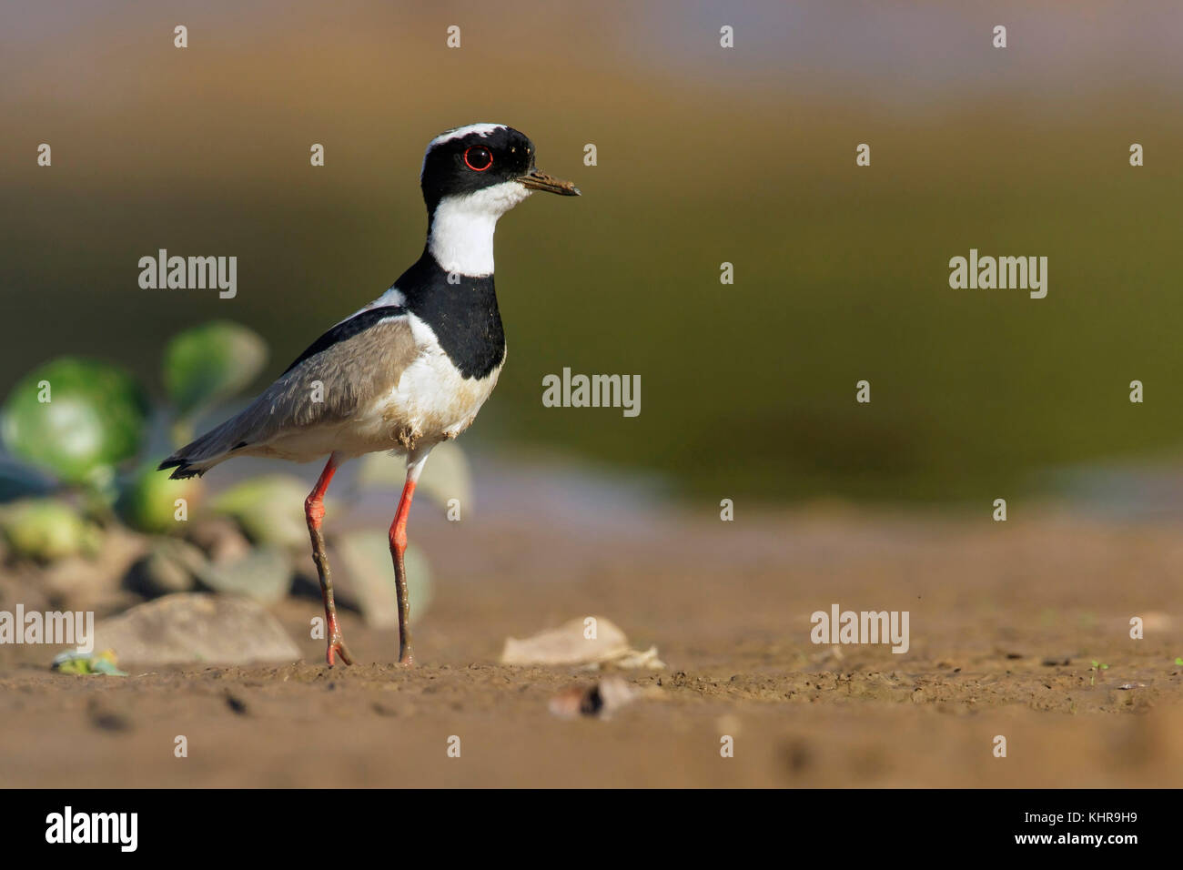 Pied Lapwing (Vanellus cayanus), Pantanal, Brazil Stock Photo - Alamy