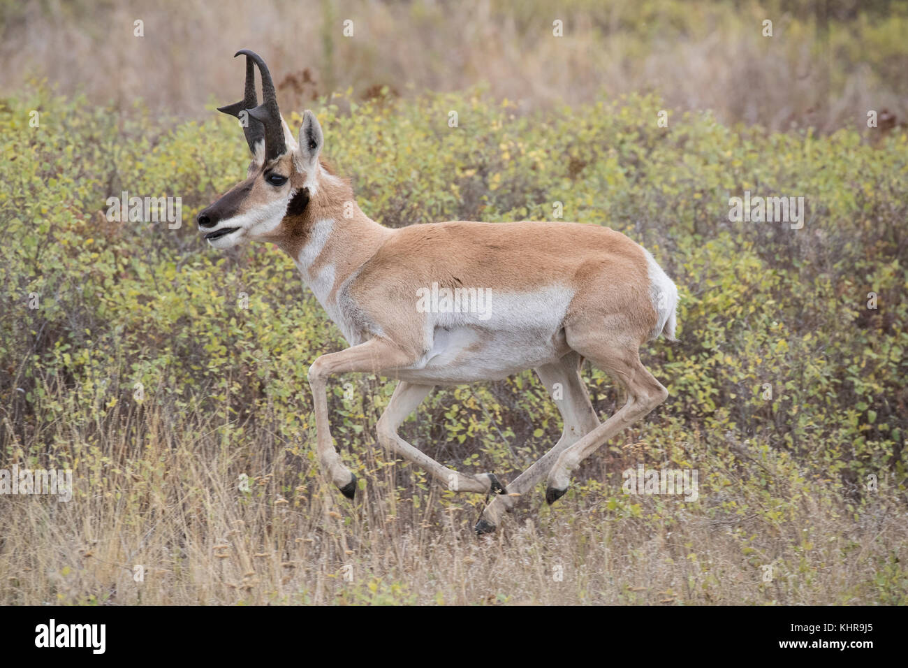 Pronghorn Antelope (Antilocapra americana) male running, eastern ...