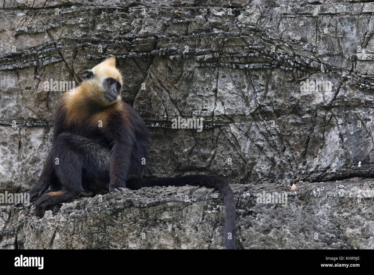 Cat Ba Langur (Trachypithecus poliocephalus poliocephalus), Ha Long Bay ...
