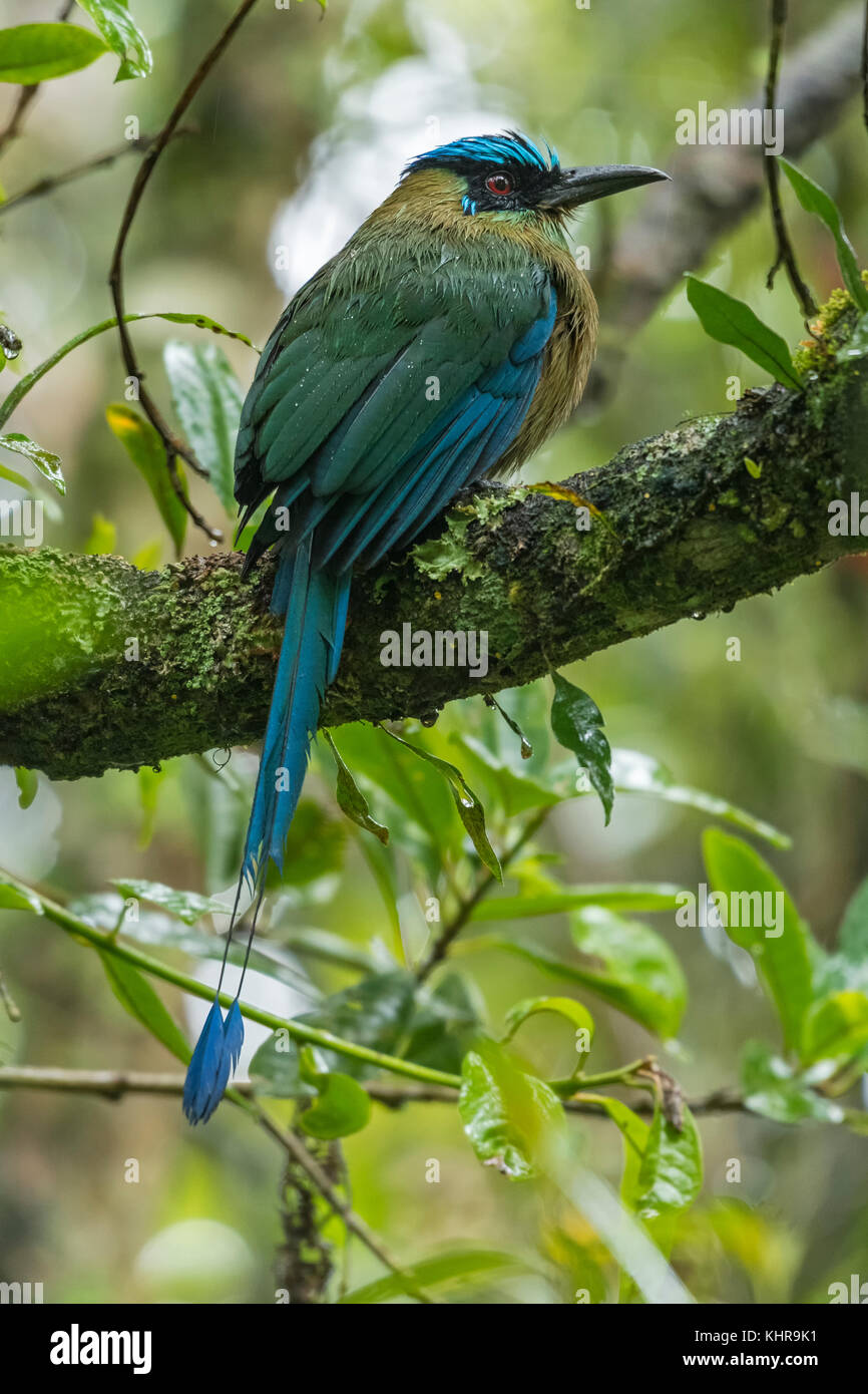 Andean Motmot (Momotus aequatorialis), Las Tangaras Bird Reserve ...