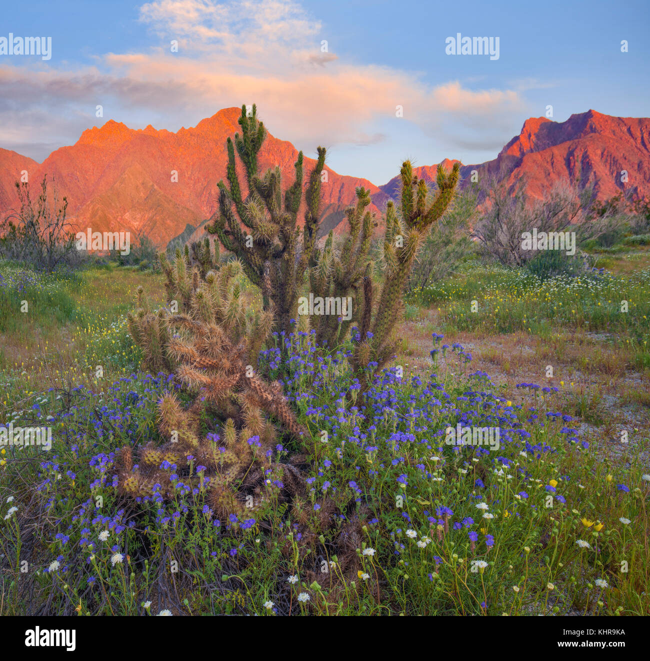 Desert Bluebell (Phacelia campanularia) flowers and Teddy Bear Cholla ...