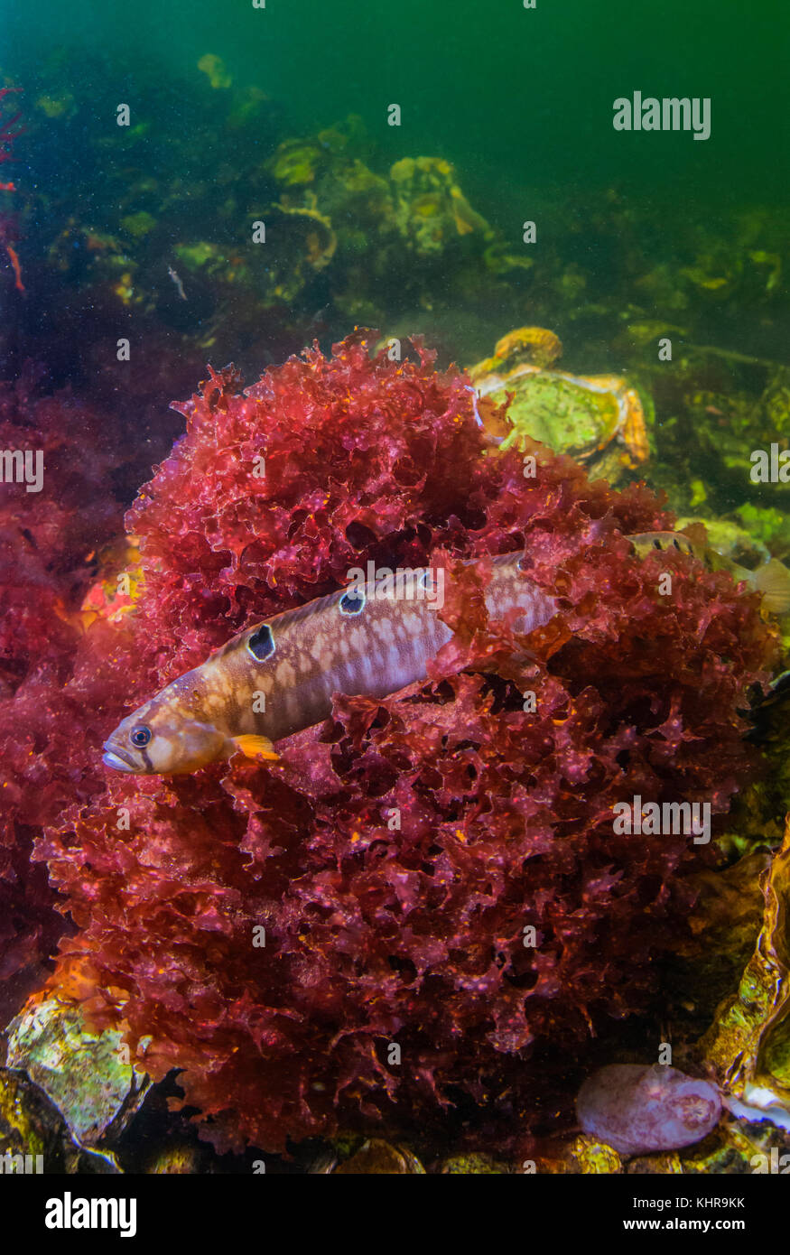Butterfish (Pholis gunnellus) in seaweed, Dreischor, Netherlands Stock ...