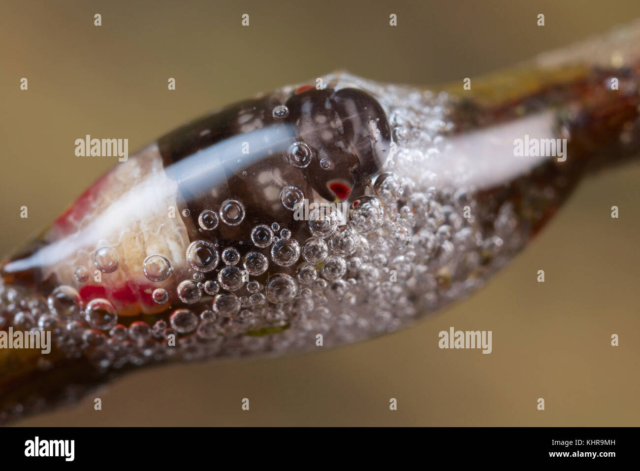Froghopper (Cercopidae) nymph in cuckoospit froth, Gunung Leuser ...