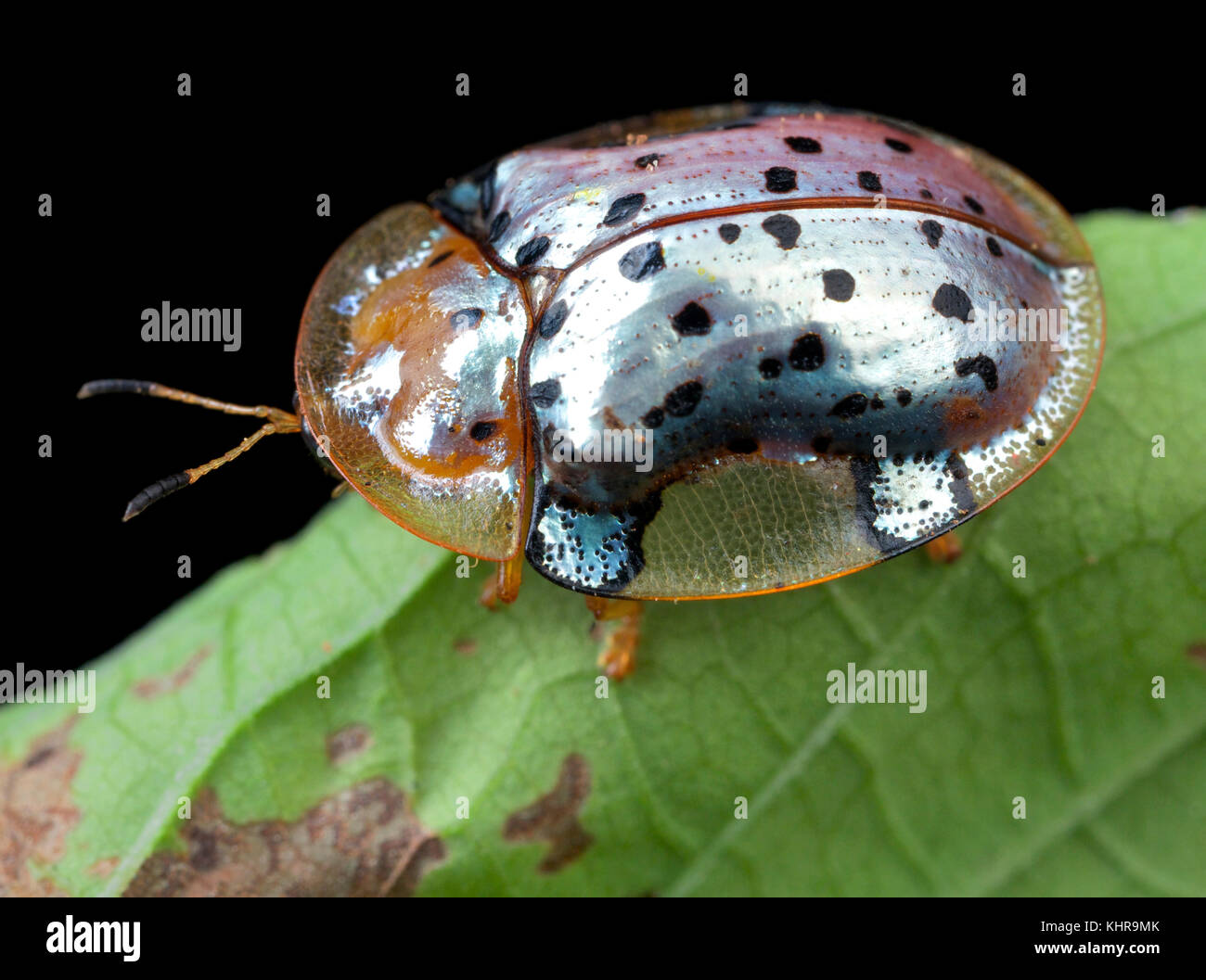 Leaf Beetle (Chrysomelidae), Udzungwa Mountains National Park, Tanzania ...