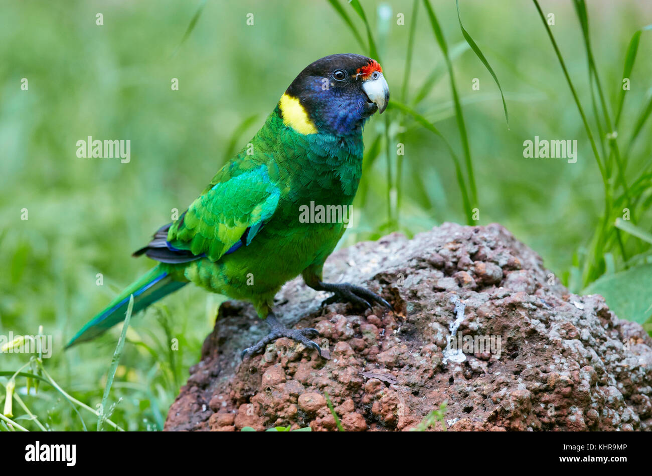 Australian Ringneck (Barnardius zonarius) parrot, Western Australia ...