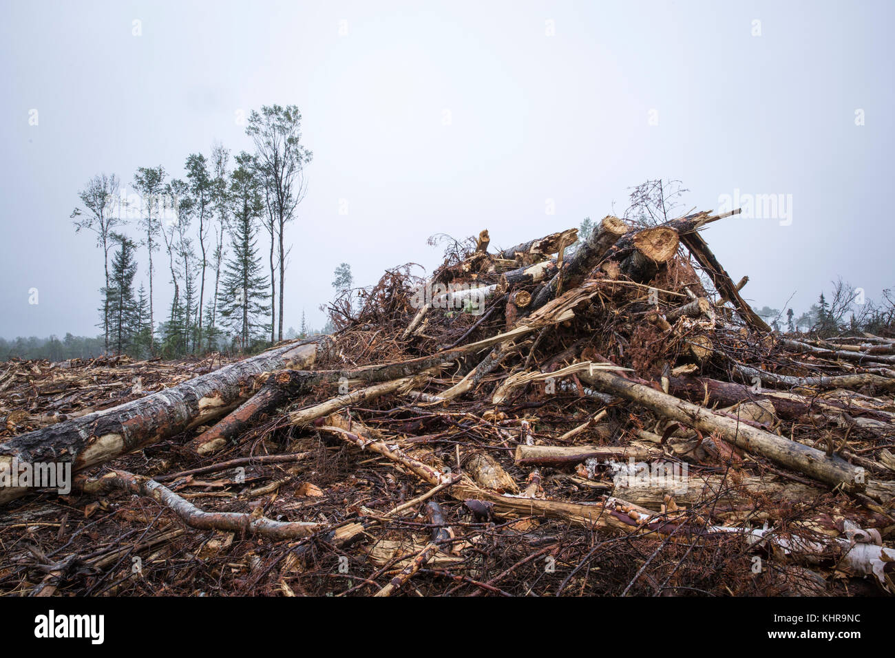 Clear-cut forest, Superior National Forest, Minnesota Stock Photo - Alamy