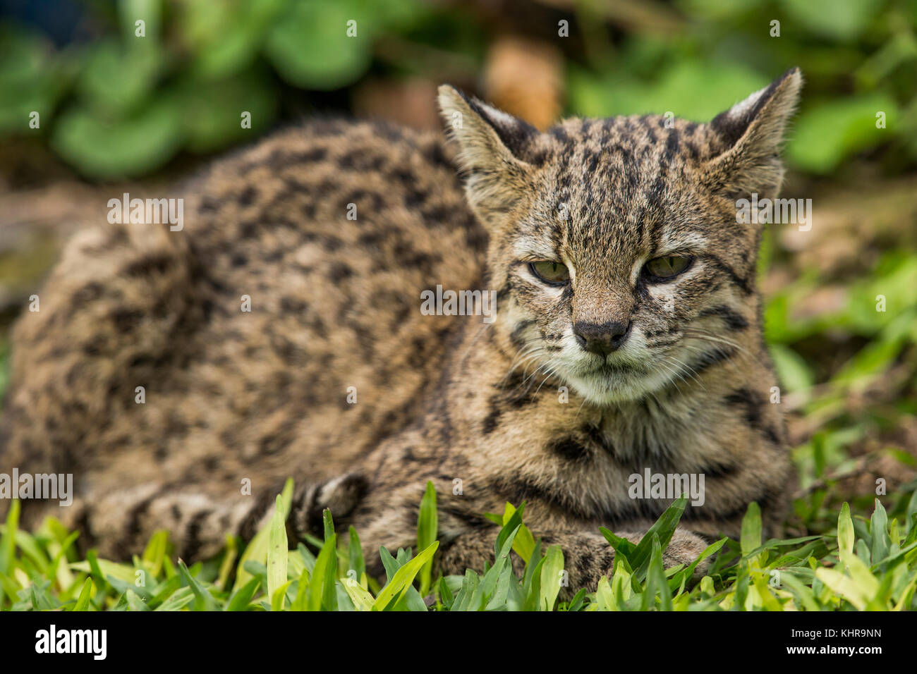 Geoffroy's Cat (Leopardus geoffroyi), habituated female, Ibera ...
