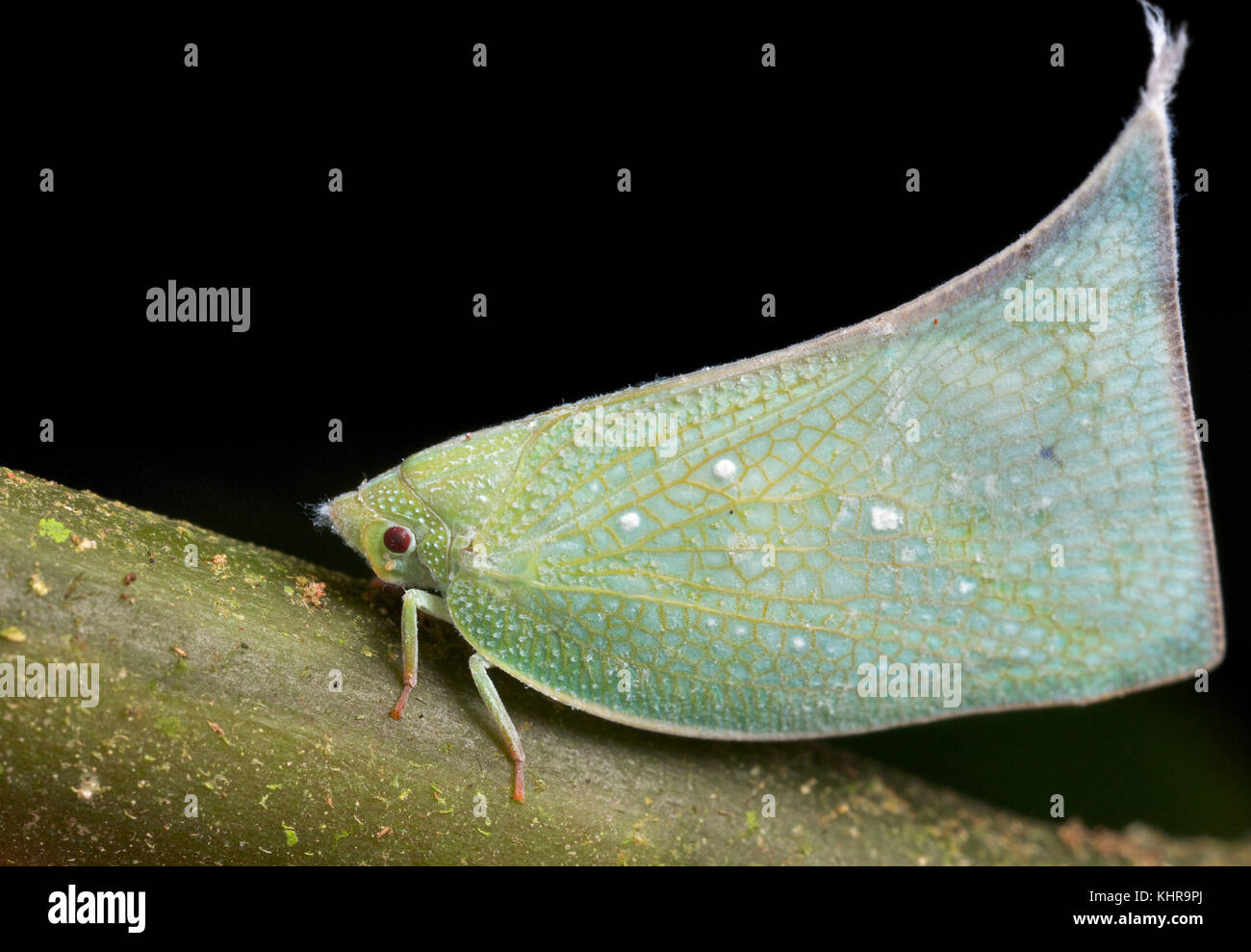 Flatid Planthopper (Flatidae), Gunung Leuser National Park, Sumatra ...