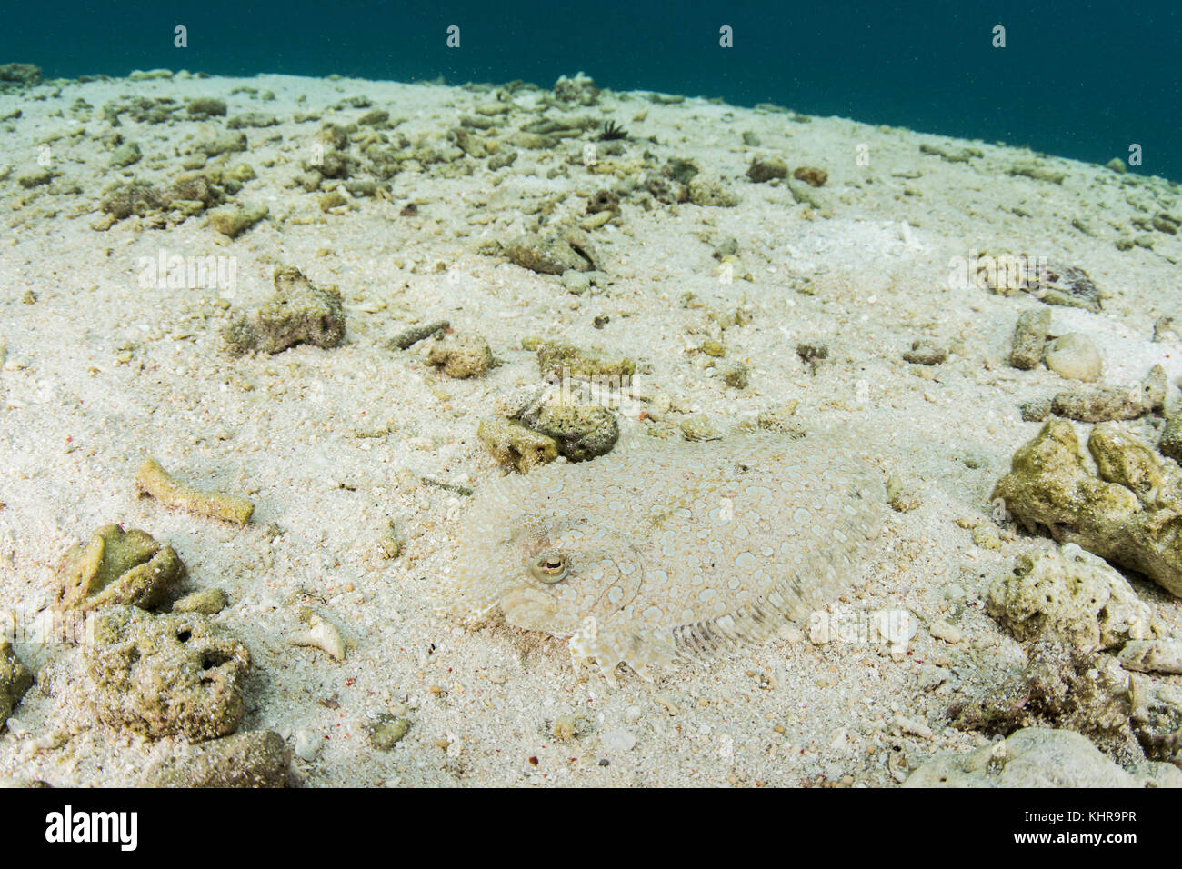 Leopard Flounder (Bothus pantherinus) camouflaged on ocean floor, Raja ...