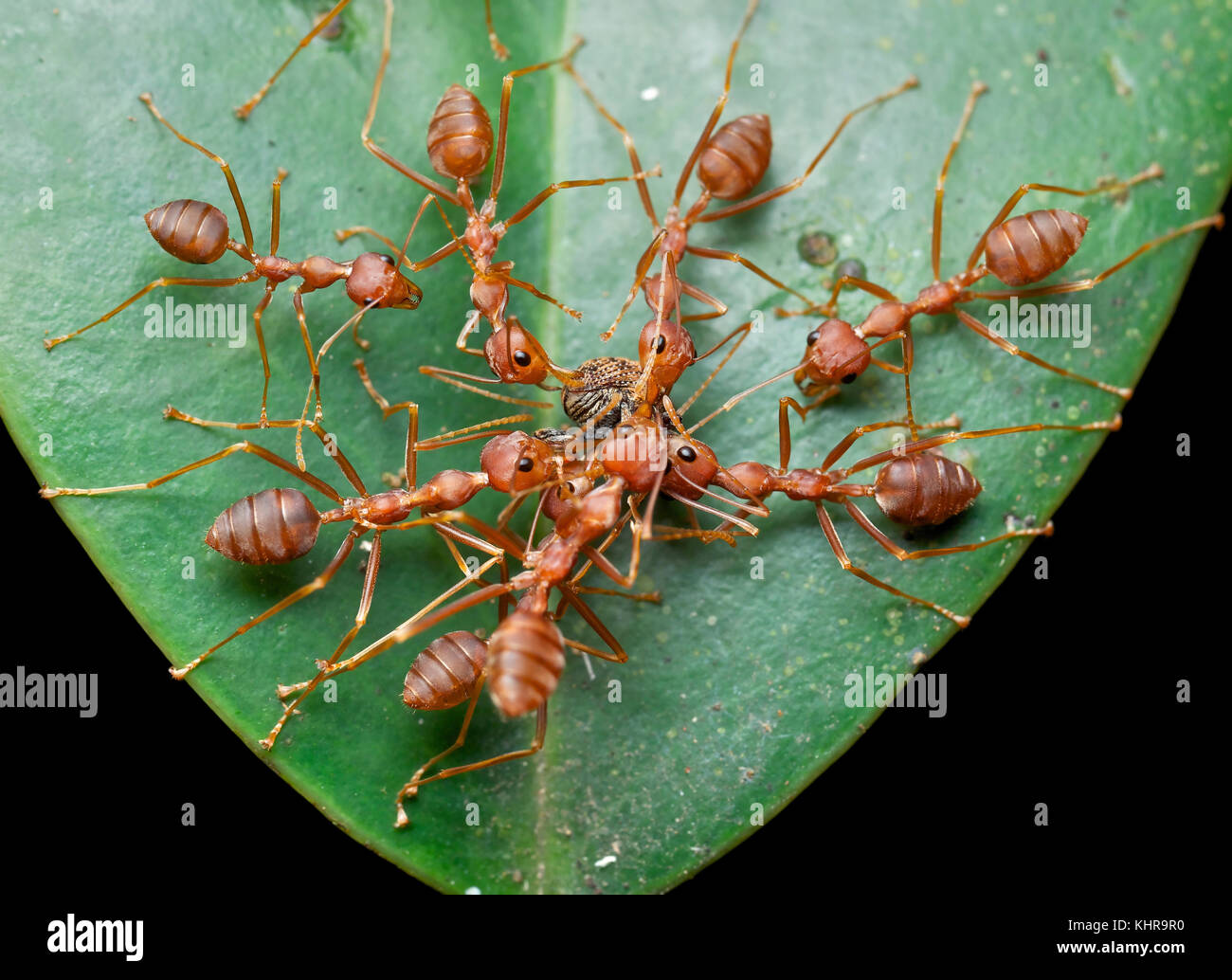 Green Tree Ant (Oecophylla smaragdina) group with weevil prey, Angkor ...