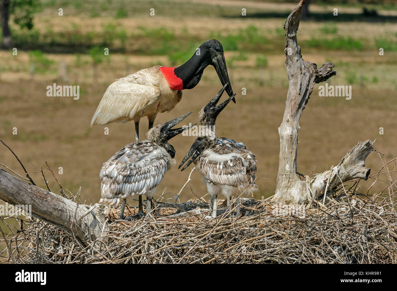 Jabiru Stork Jabiru Mycteria Parent Feeding Chicks Pantanal Mato