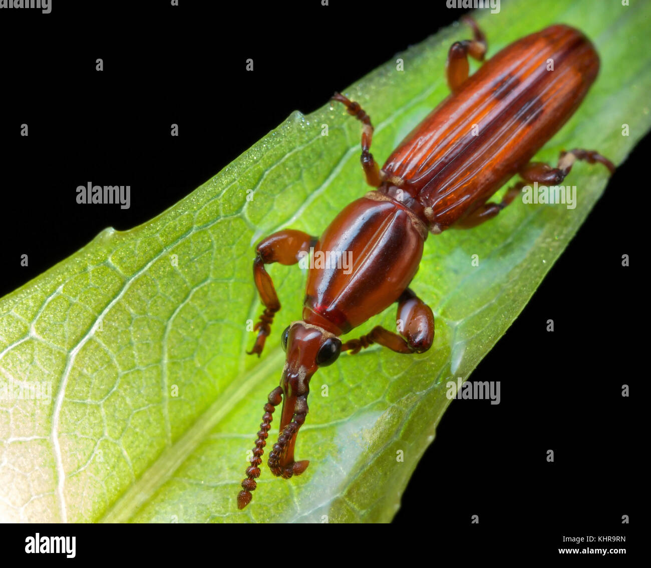 Straight-snouted Weevil (Brentidae), Mount Isarog National Park ...