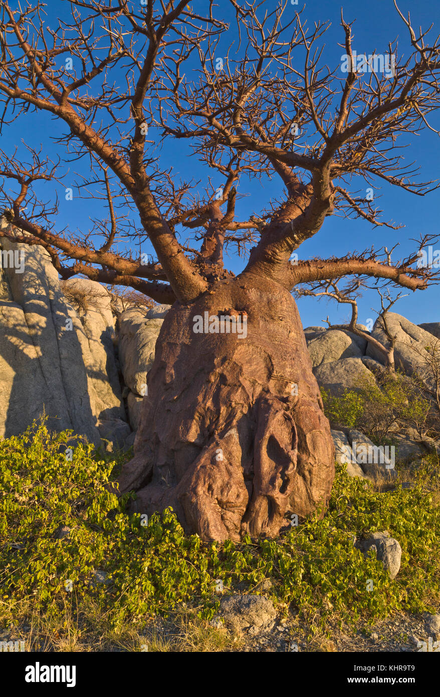 Baobab (Adansonia sp) tree, Kubu Island, Makgadikgadi National Park ...
