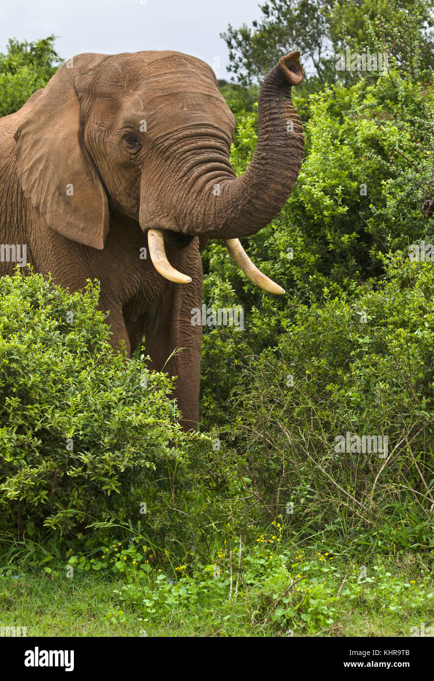 African Elephant (Loxodonta africana) male smelling air, Addo National ...