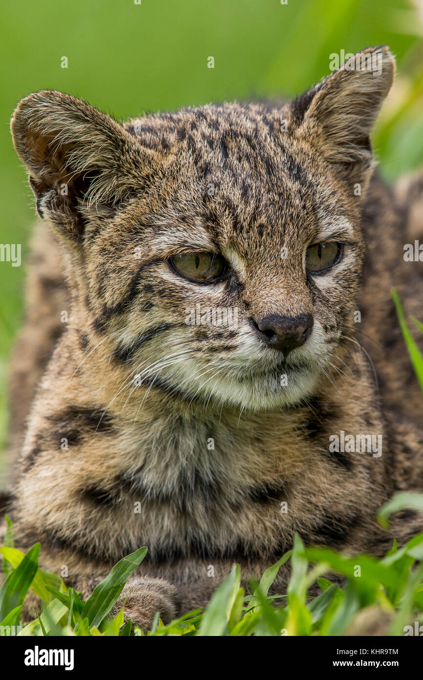 Geoffroy's Cat (Leopardus geoffroyi), habituated female, Ibera ...