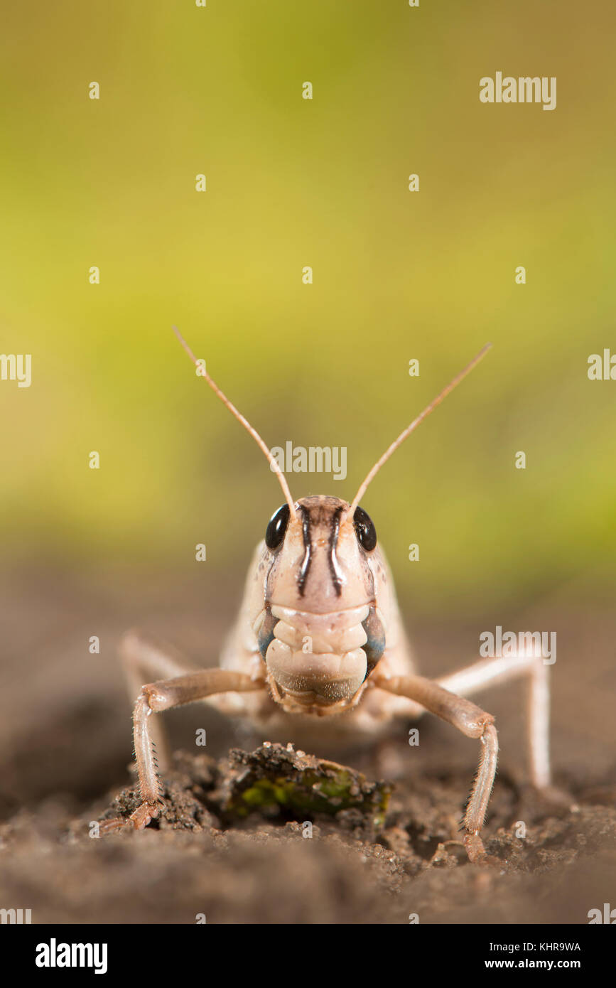 Migratory Locust (Locusta migratoria), Netherlands Stock Photo - Alamy