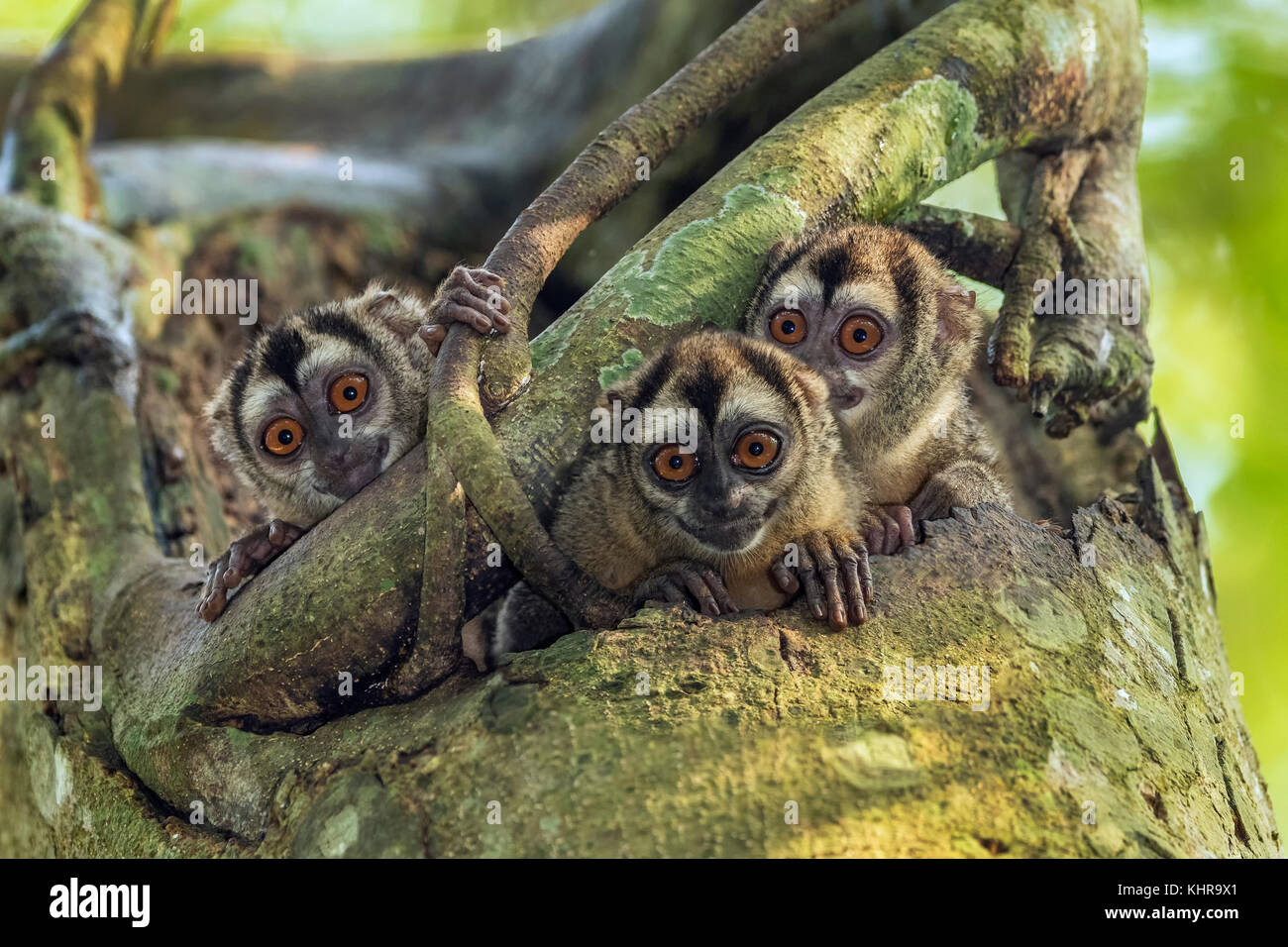 Gray-handed Night Monkey (Aotus griseimembra) trio in tree, Magdalena ...