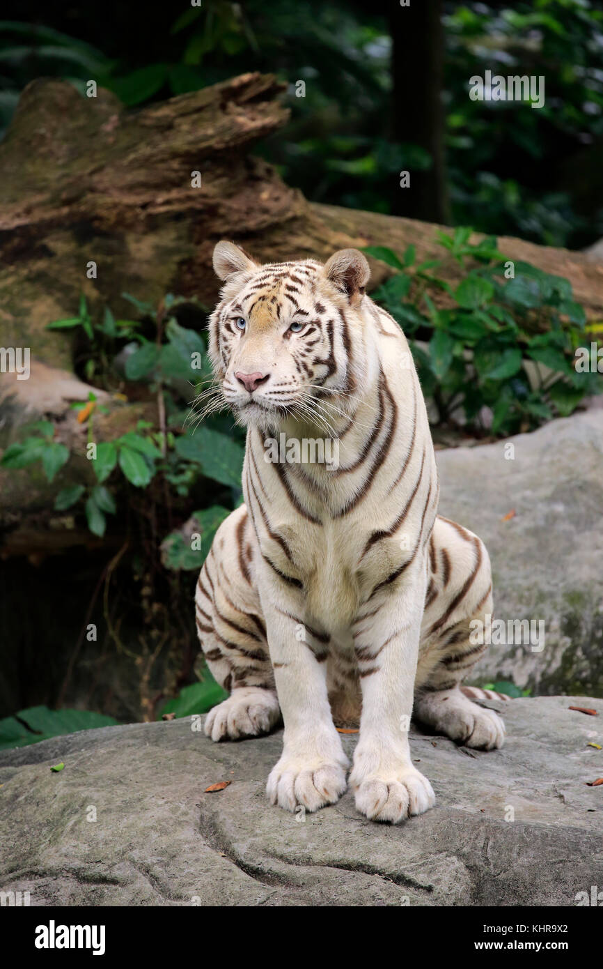 Bengal Tiger (Panthera tigris tigris), white morph, Singapore Zoo ...