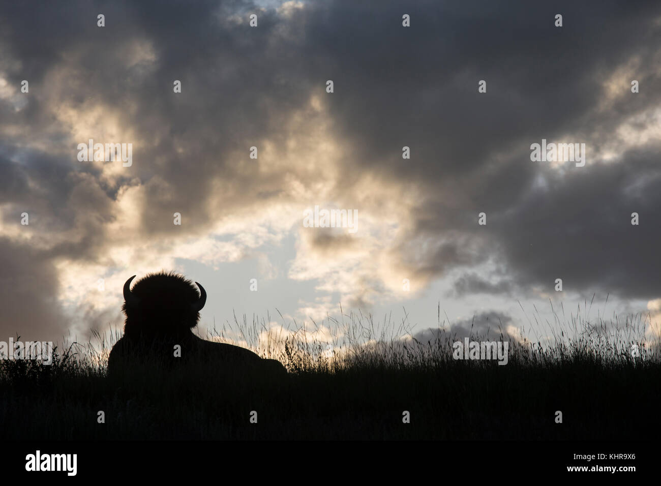 American Bison (Bison bison), Moise, Montana Stock Photo - Alamy