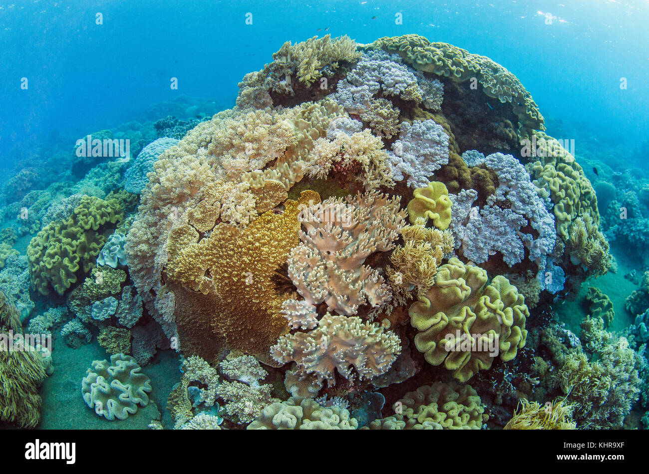 Coral reef, Banda Sea, Indonesia Stock Photo - Alamy