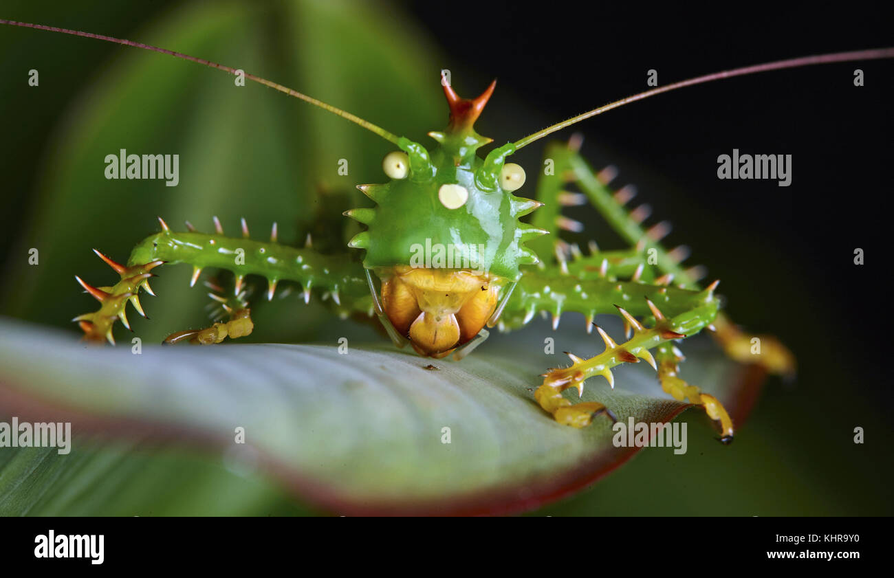 Katydid (Panacanthus cuspidatus), Yasuni National Park, Ecuador Stock ...