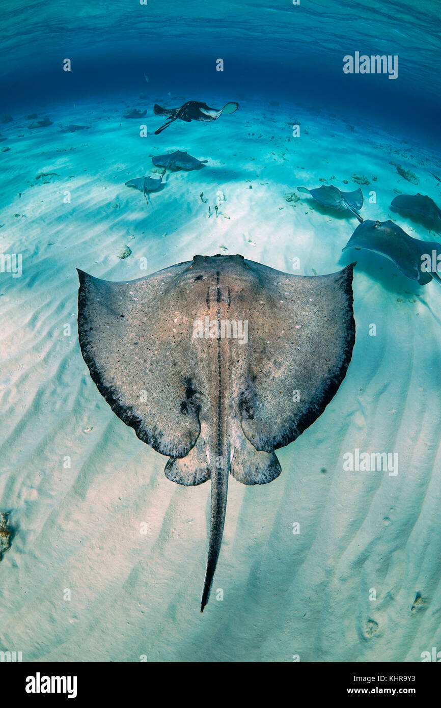Atlantic Stingray (Dasyatis sabina) group swimming, Grand Cayman ...