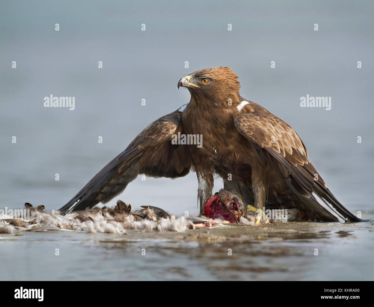 Booted Eagle (Hieraaetus pennatus) with female Common Teal (Anas crecca ...