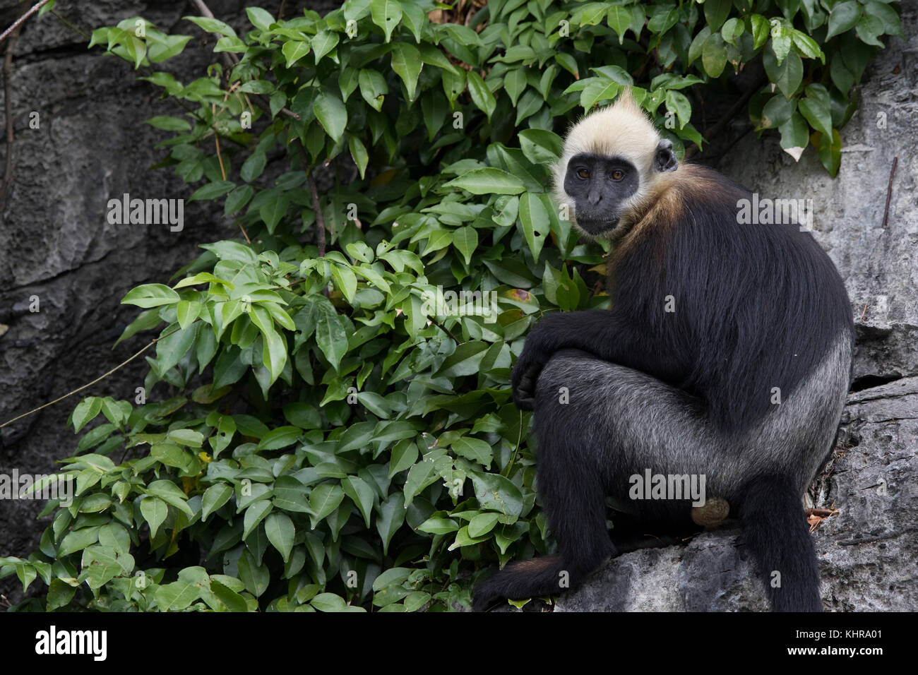 Cat Ba Langur (Trachypithecus poliocephalus poliocephalus) male, Ha ...