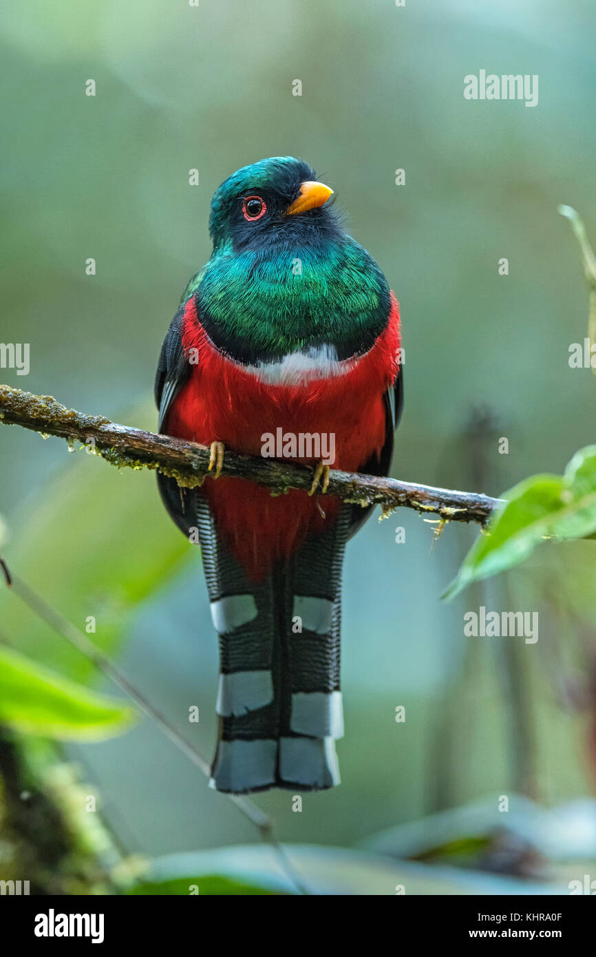 Masked Trogon (Trogon personatus) male, Las Tangaras Bird Reserve ...