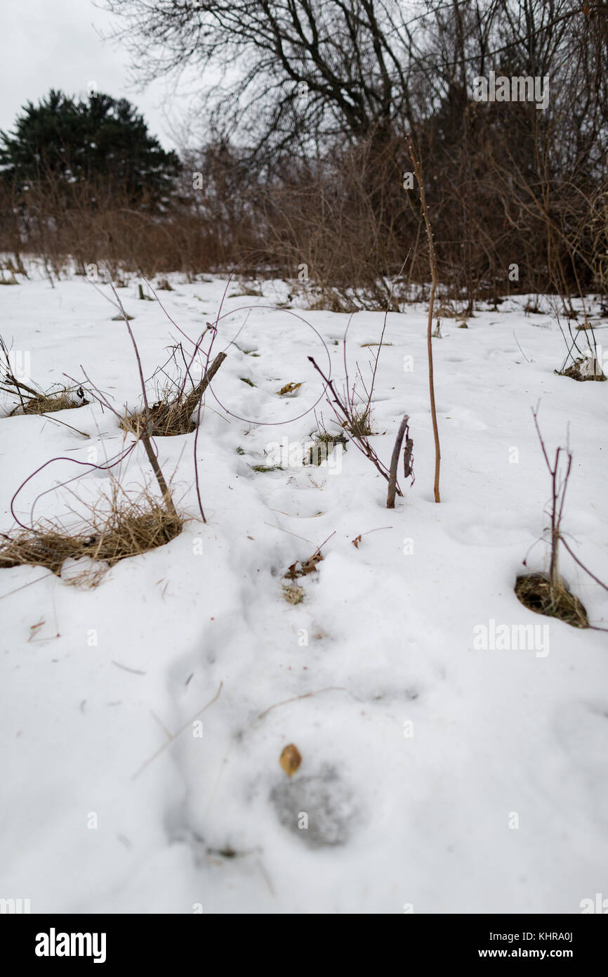 Coyote (Canis latrans) cable restraint for collaring is placed along ...