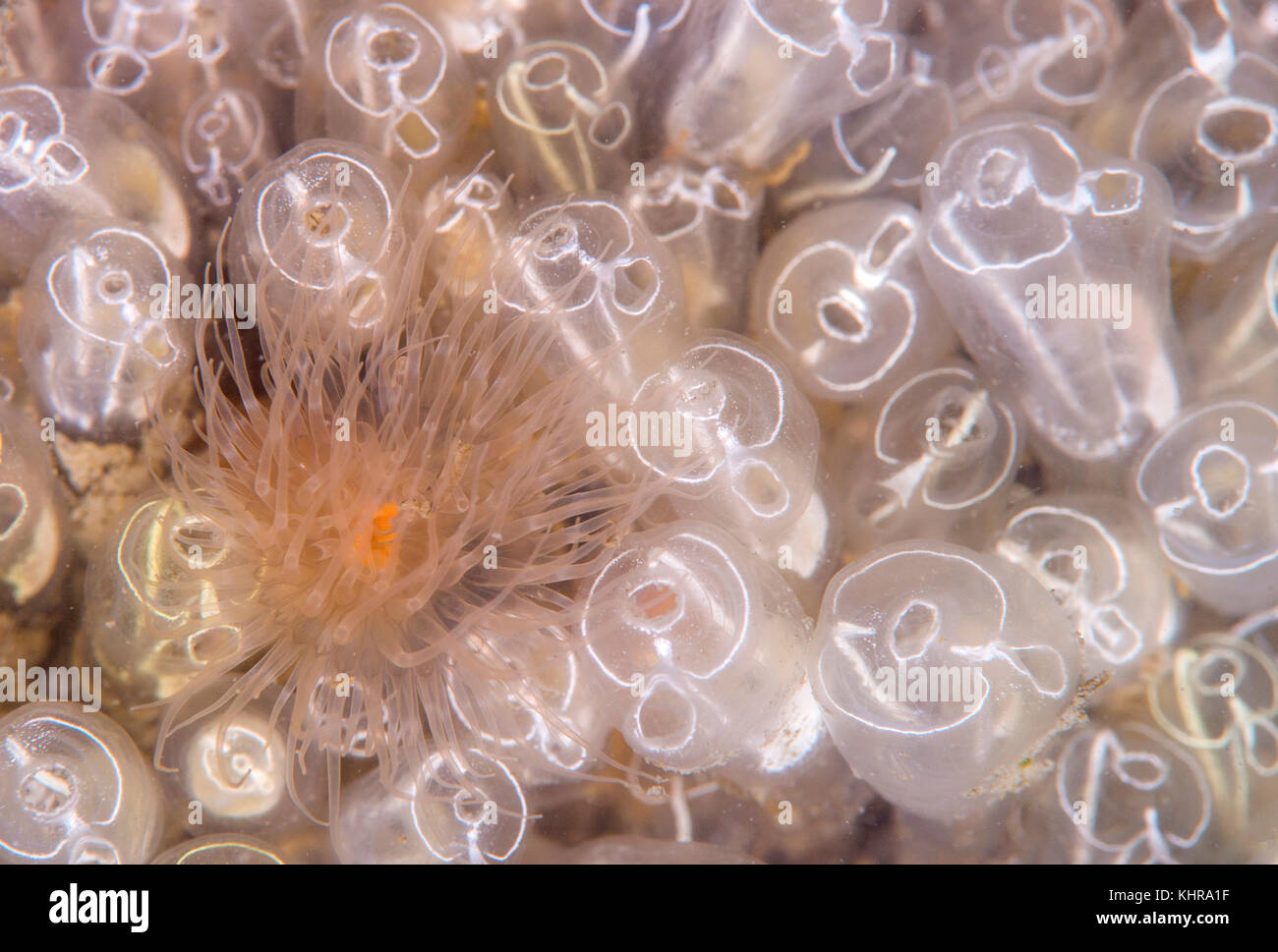 Light Bulb Sea Squirt (Clavelina lepadiformis) group and Frilled Sea ...
