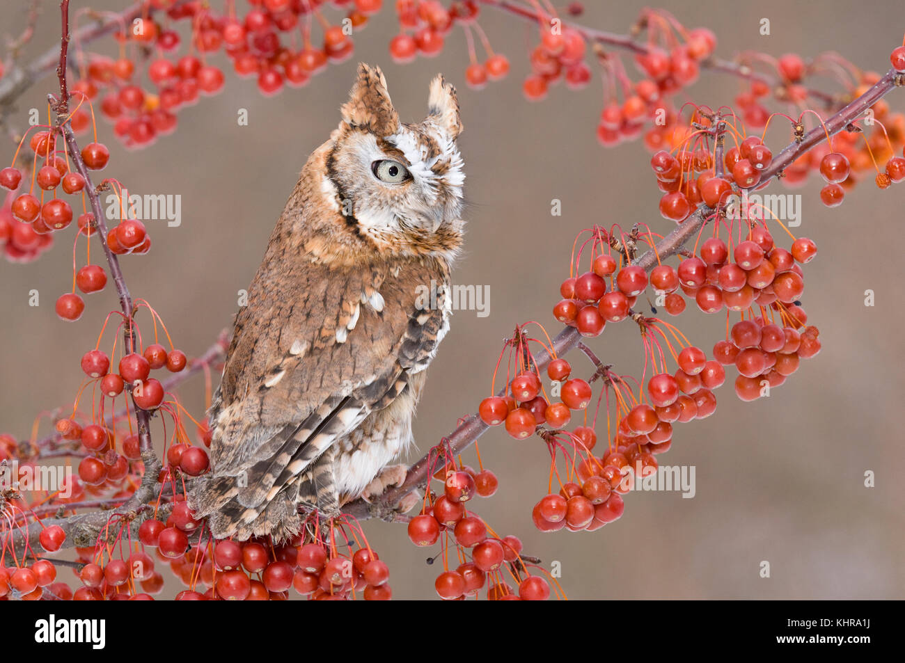 Eastern Screech Owl (Megascops asio) with berries, Howell Nature Center ...