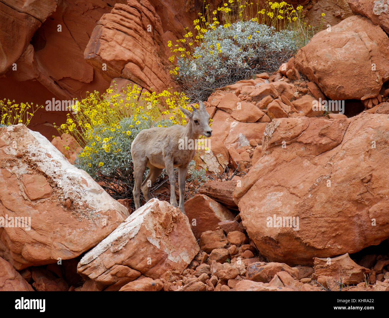Desert Bighorn Sheep (Ovis canadensis nelsoni) lamb, Valley of Fire ...