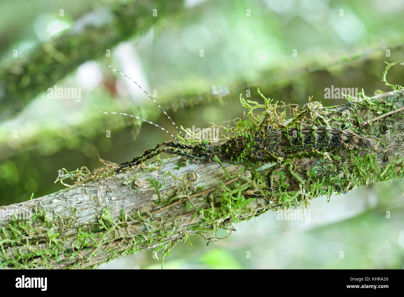 Leaf Insect (Parectatosoma sp) camouflaged on mossy branch ...