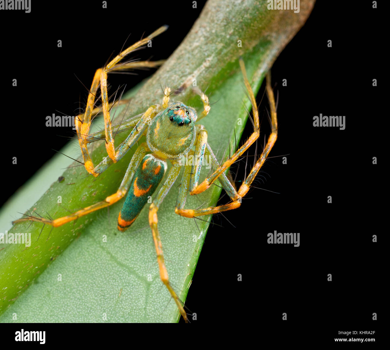 Lynx Spider (Hamadruas sp), Danum Valley Conservation Area, Sabah ...